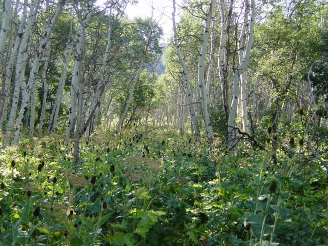 Spring Hollow Trail - Logan Canyon - 2003